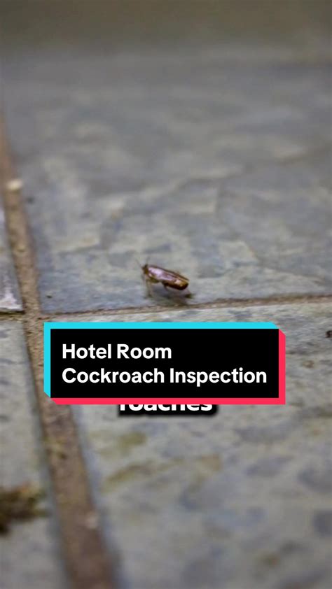 Roach Infestation In My Room Poor Housekeeping Review Of Bai Hotel