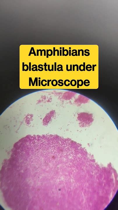 Blastula Unter Dem Mikroskop