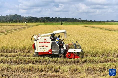 中国、コートジボワールの稲作を技術で支援