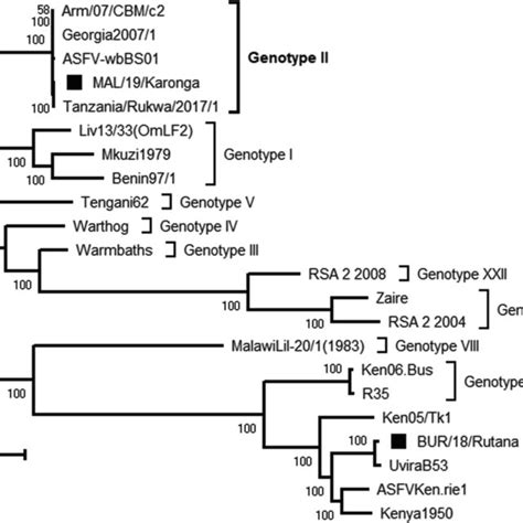 Distribution Of Asfv P72 Genotype X Isolates In The East African