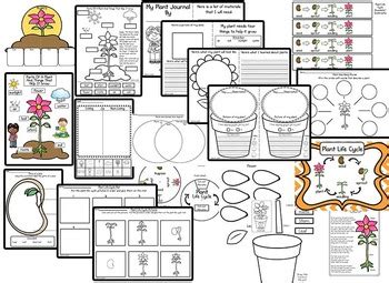 Plants And Stuff Plant Life Cycle Bracelets Glyph Lima Bean