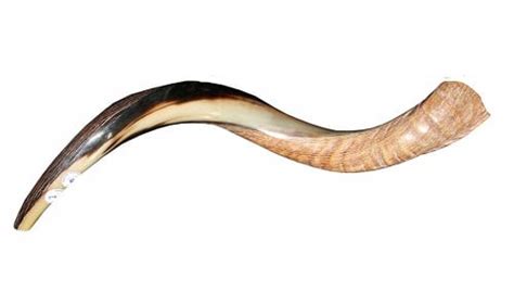 Small Yemenite Shofar 26 31 Shofar Yemení Chico 26 31 Shofars