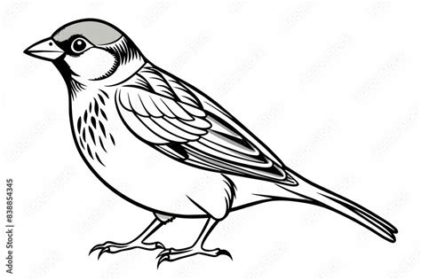 Sparrow Bird Line Art Vector Designsparrow Bird Bird Line Art Line