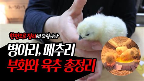 병아리 미니 메추리 부화 후 키우기 총정리 Youtube