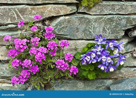 Pink And Blue Alpine Flowers In A Rockery Stock Image Image Of