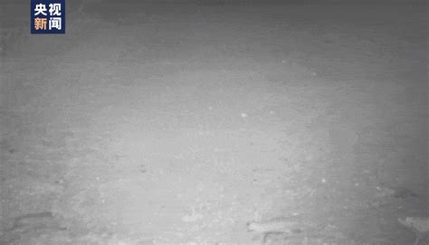 画面罕见！东北虎妈妈带四只虎宝宝夜晚外出觅食监控群众视频