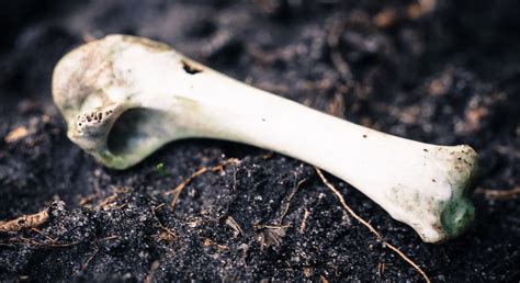 Newly Discovered Tiny Arm Bone Reveals New Insights Into Ancient ‘hobbits