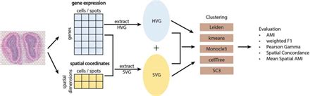 Adding Highly Variable Genes To Spatially Variable Genes Can Improve