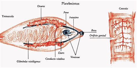Trematodos Definicion Estructura Y Caracteristicas