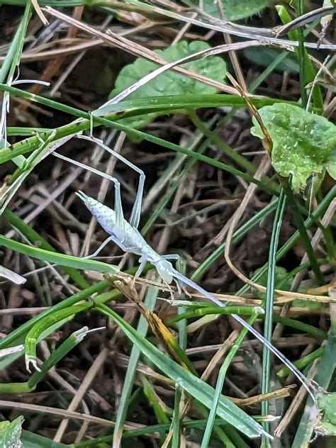 Translucent Looking Grasshopper Type Bug R Whatsthisbug