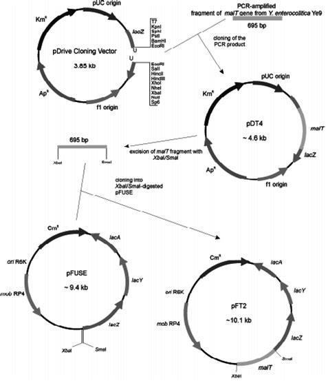 Construction Of The Suicide Conjugative Plasmid Carrying A Fragment Of