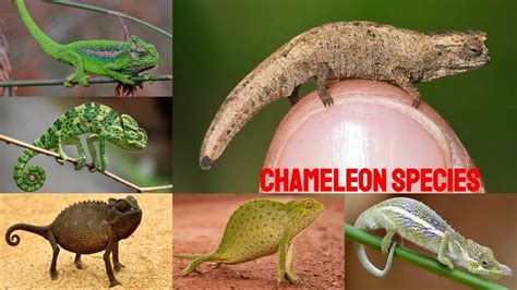 All Chameleon Speciestypes Of Chameleon 250 Chameleon Species