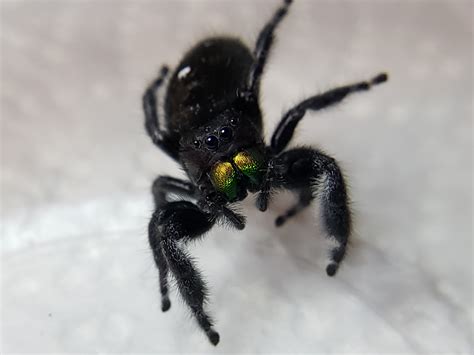 Bold Daring Jumping Spider