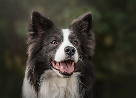 Logic Lee Bear Dream Border Collies