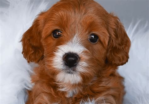 Apricot Red Cavapoo Cavapoo Characteristics Price Appearance
