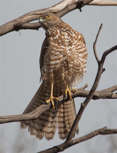 Goshawk Vs Sparrowhawk Birds In Backyards