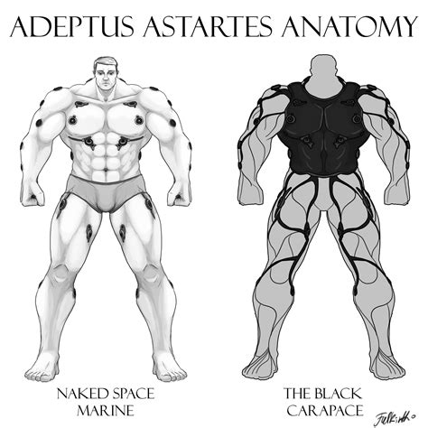 Adeptus Astartes Space Marine Anatomy Naked Space Marine And Black