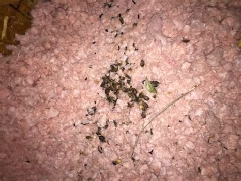 Squirrel Droppings How To Identify An Infestation