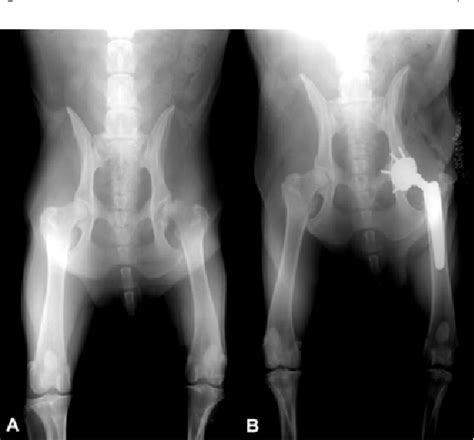 Osteomyelitis In Dogs Mouth At Dan Bray Blog