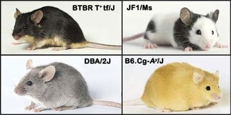 Colorful Mice