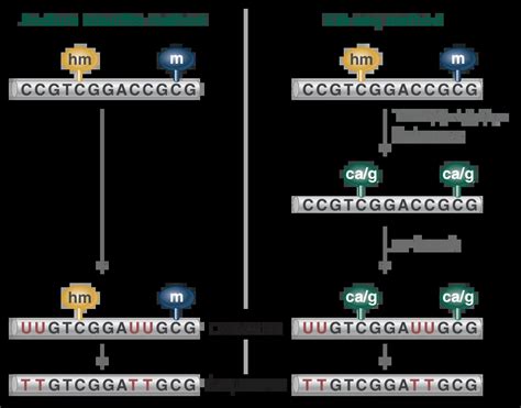 Nebnext® Enzymatic Methyl Seq Kit Neb