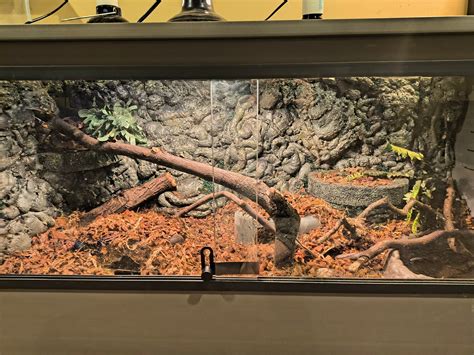 Follow Up On Ball Python Not Eating All Reptiles Morphmarket