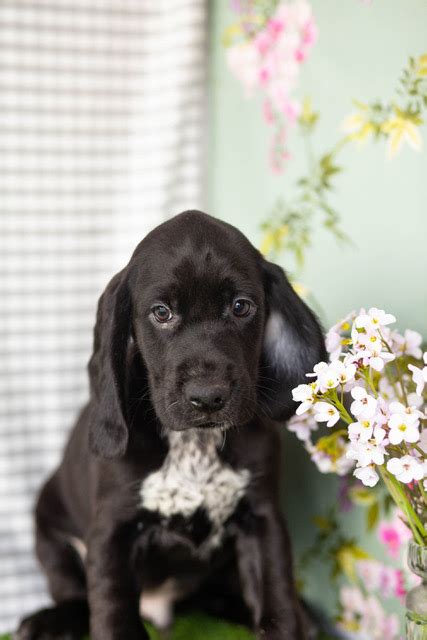 Sweet Bockers Kellys Kennels