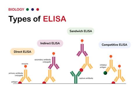 10 Elisa Assay Stock Illustrations Royalty Free Vector Graphics