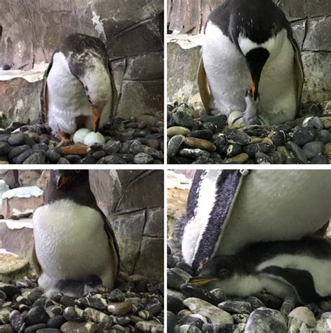 전시 중인 젠투펭귄 국내 최초로 부화에 성공