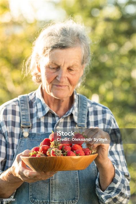 정원에서 갓 딴 딸기로 가득 찬 나무 그릇을 들고 있는 행복한 노인 백인 여성 체크 무늬 셔츠에 청바지 작업복을 입고 베리 수확을 모으는 노인 여성 농부 70 79세에 대한