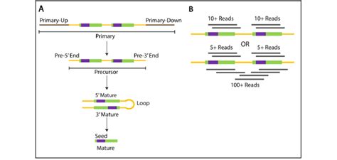 schematic of mirna sequence domains and high confidence annotations