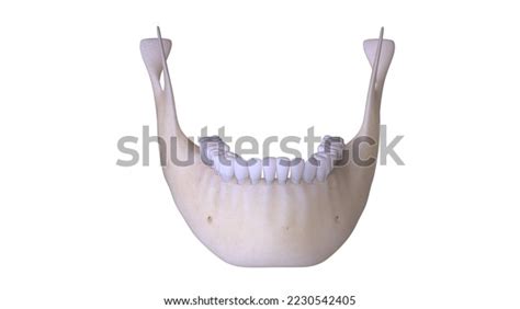 Human Skeleton Jaw Bone Anatomy 3d Stock Illustration 2230542405
