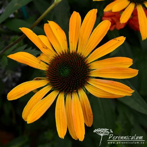 Echinacea Julia Perenniculum