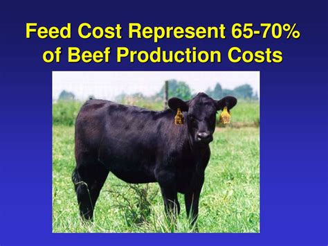 PPT - BEEF CATTLE FEED EFFICIENCY: OPPORTUNITIES FOR IMPROVEMENT PowerPoint Presentation - ID ...