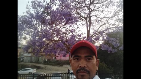 Jacaranda Tree Abha Ksa Youtube