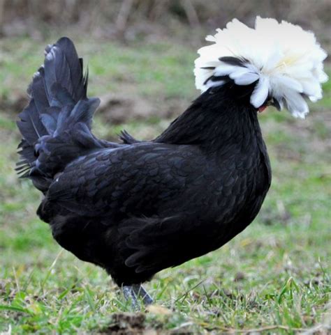 Npip In Stock Polish White Crested Black Pullet Chicks Vaccinated