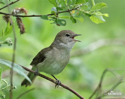 Sylvia Borin Pictures Garden Warbler Images Nature Wildlife Photos