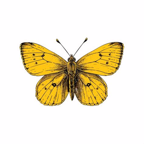 Premium Vector Butterfly Vector
