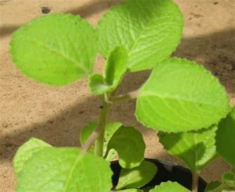 Broad Leaf Thyme Aka Broadleaf Thyme Spanish Thyme Organic Ajwain