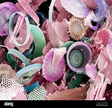 Fossil Diatoms Coloured Scanning Electron Micrograph Sem Of Fossilised Diatoms Single