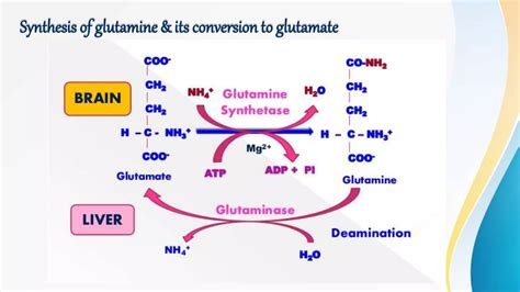 Proteins Digestion Absorption And Metabolism Pptx Proteins Digestion Absorption And Metabolism Pptx