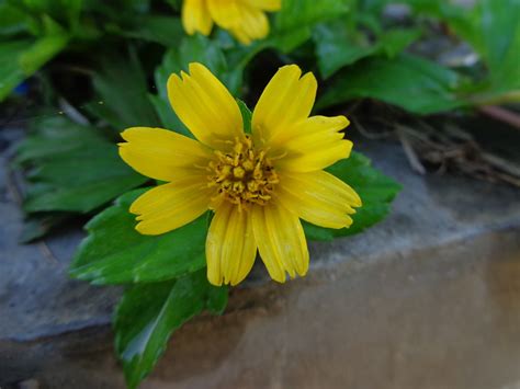 Bunga Mekar Kuning Foto Gratis Di Pixabay Pixabay