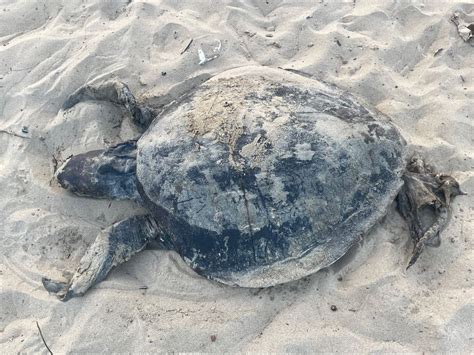 Dr Venkateswarlu Vardi On Linkedin Todays Field Work I Found More