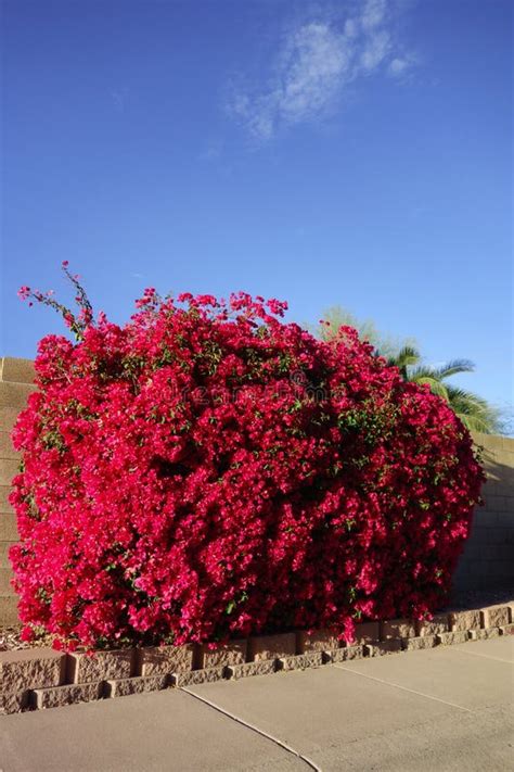 Crimson Red Bougainvillea Shrub Phoenix Az Stock Image Image Of