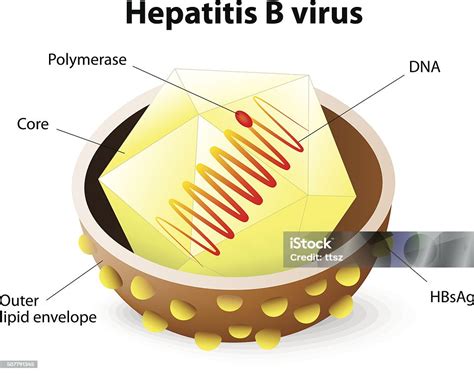 Hepatitis B Virus Structure