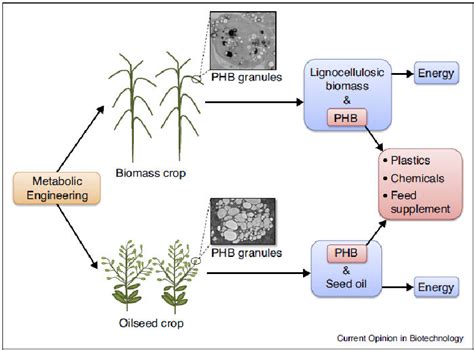 Figure 1 From Biopolymers Application In Nanoscience And