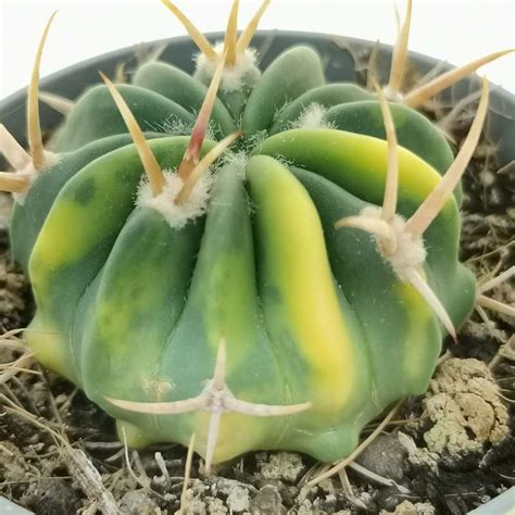 Echinofossulocactus Coptonogonus F Variegata 65 Cm Cactaceae Giromagi Vendita Piante Grasse