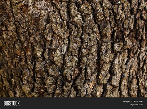 Oak Tree Trunk Texture