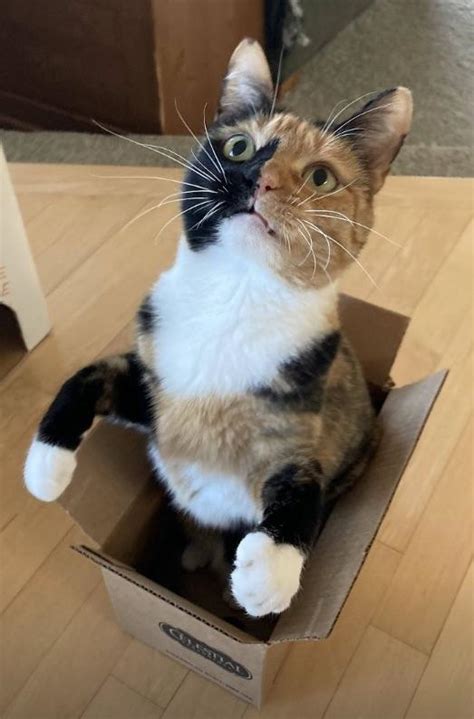 Pippy In Her Favorite Box R Whiskerfireworks