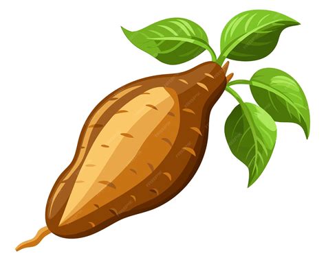 A Cassava Ultra Realistic Vector Illustration Clipart Vegetable